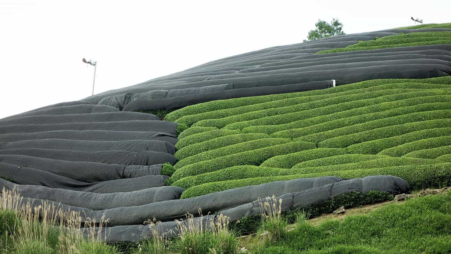 Matcha Ceremony Kit - Heapwell Matcha Modern Ceremony Set with ...